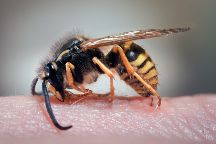 Insectenbeet herkennen: is je baby gestoken? – 24Baby.nl