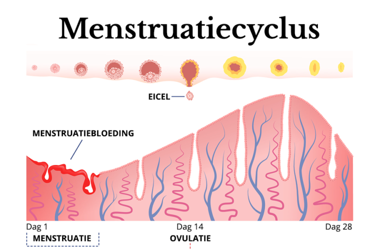 Alles over je eierstokken rondom de zwangerschap – 24Baby.nl